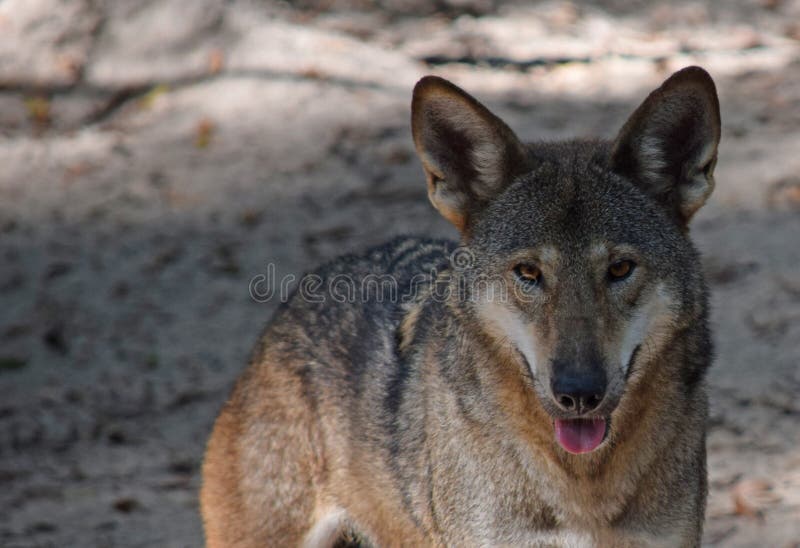 Endangered Red Wolf stock photo. Image of mississippi - 61767262