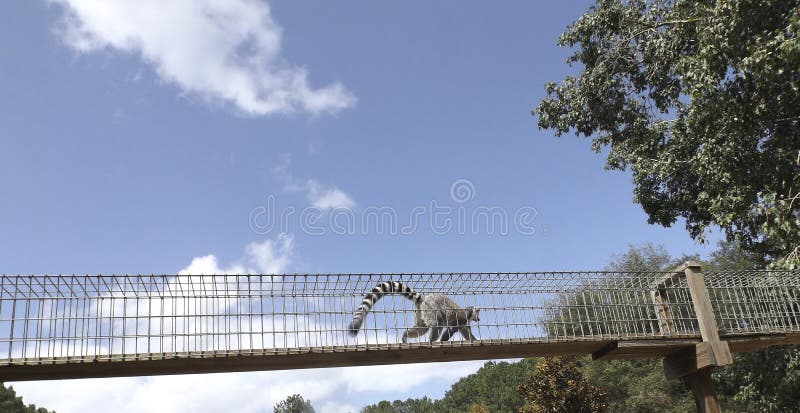 Endangered Ring Tailed Lemur on Catwalk Editorial Photo - Image of drop ...
