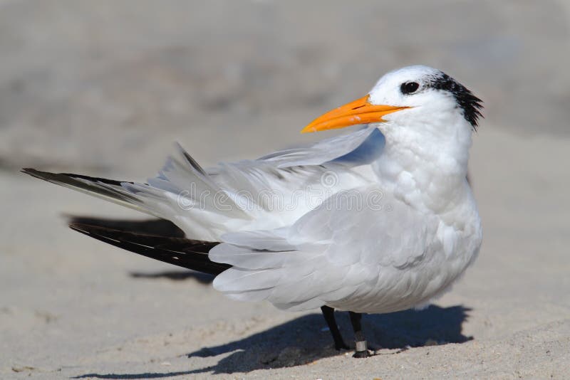 Endangered Royal Tern (Sterna Maxima) Stock Image - Image of gull ...