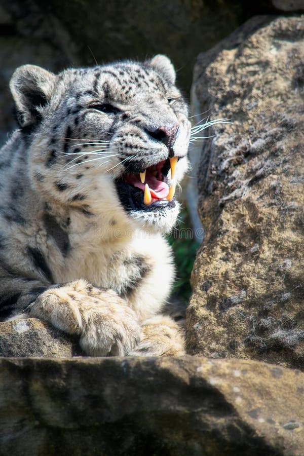 Angry Leopard Snow Stock Photos - Free & Royalty-Free Stock Photos from ...