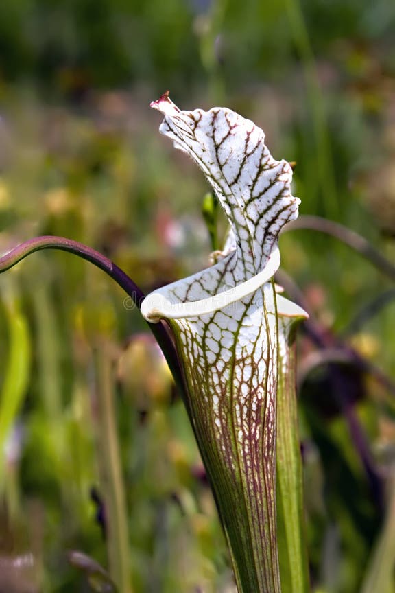 336,676 Species Landersii Plant Stock Photos - Free & Royalty-Free ...