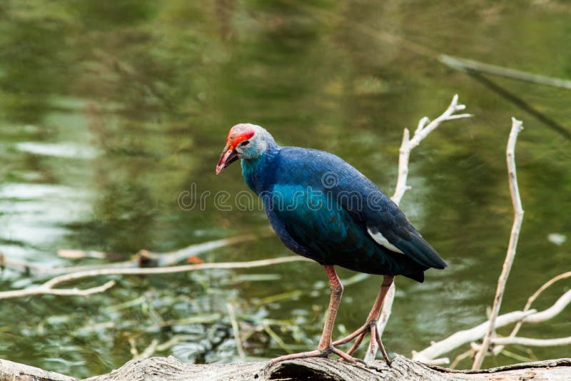 Pukeko chick stock image. Image of zealand, closeup, protected - 16740605