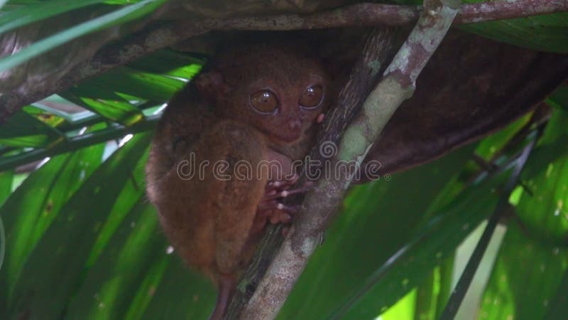 Endangered Tarsier in Bohol Tarsier Sanctuary, Cebu, Philippines Stock ...