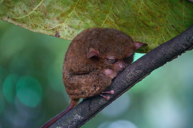 Endangered Tarsier in Bohol Tarsier Sanctuary, Cebu, Philippines Stock ...