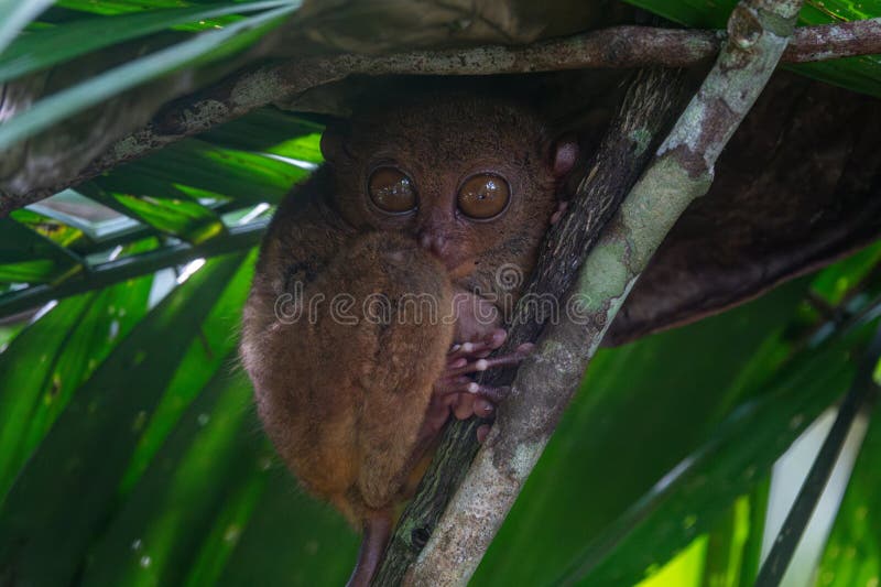 Endangered Tarsier in Bohol Tarsier Sanctuary, Cebu, Philippines Stock ...