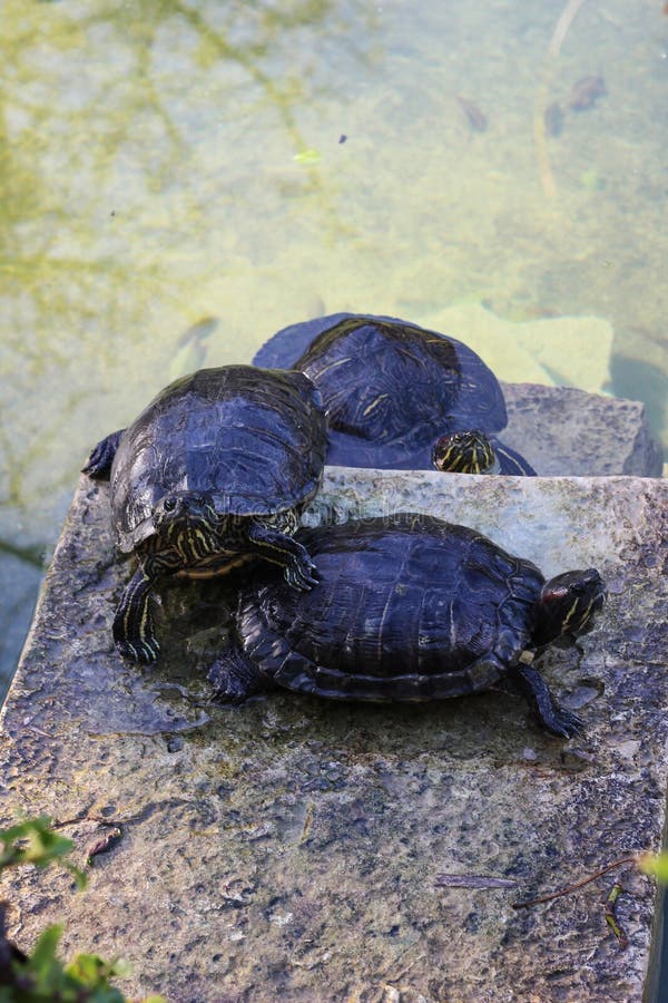 Turtle on the rocks stock photo. Image of slow, nature - 287051304