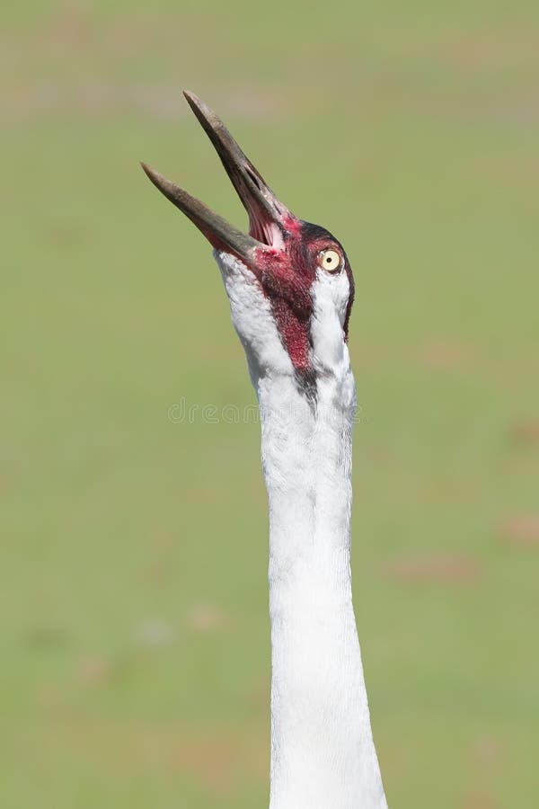 Endangered Whooping Crane Bird Call Stock Photo - Image of rare, crane ...