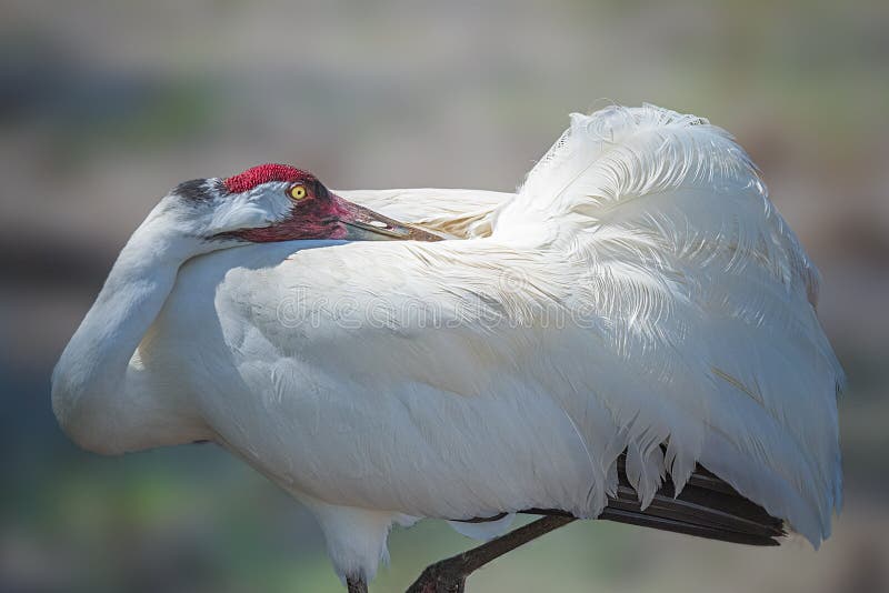 Endangered Whooping Crane Bird Call Stock Image - Image of species ...