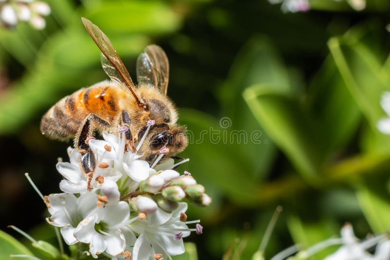 Endangered Wild Bee on a Flower Stock Image - Image of gathering, fuzzy ...