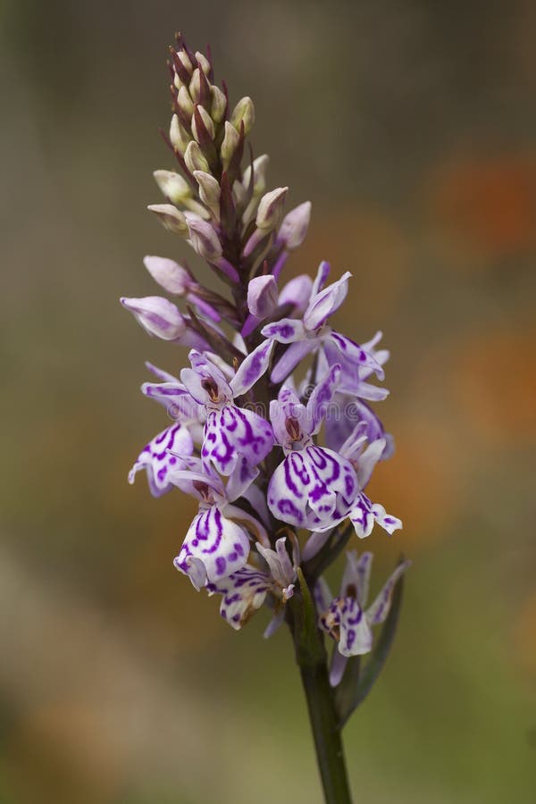 Endangered wild orchid stock photo. Image of perennial - 69032390