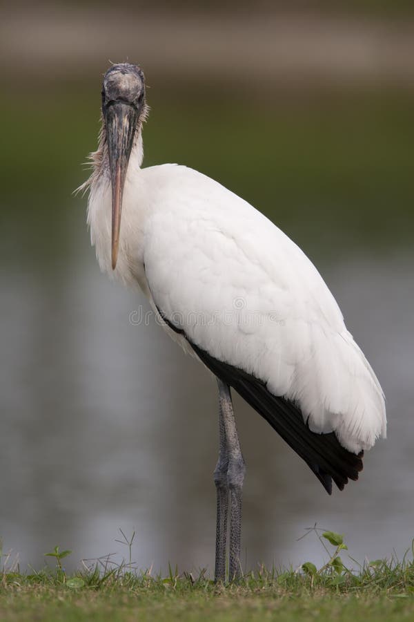 Endangered Wood Stork stock photo. Image of avain, animal - 13546966