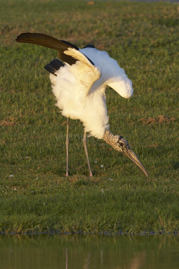 Endangered Wood Stork stock photo. Image of mycteria - 13546958