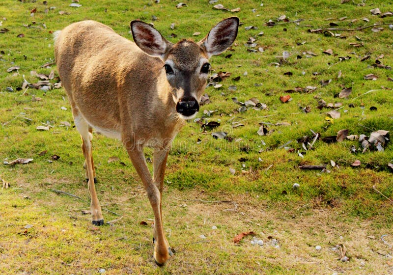 Endangered Young Key Deer Doe Stock Image - Image of inquisitive, pine ...