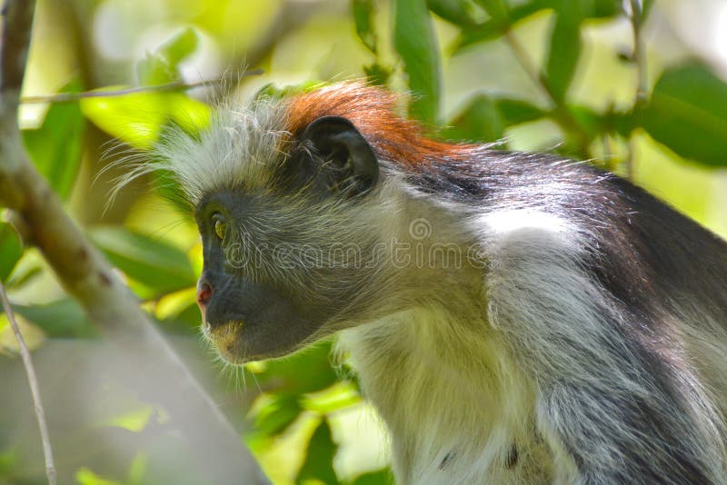 An Endangered Zanzibar Red Colobus in the Jozani Forest Stock Photo ... An Endangered Zanzibar Red Colobus in the Jozani Forest Stock Photo ...