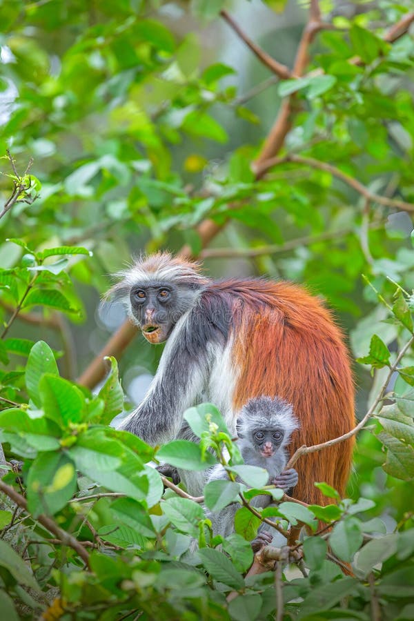 The Endangered Zanzibar Red Colobus Monkey Stock Image - Image of ... The Endangered Zanzibar Red Colobus Monkey Stock Image - Image of ...