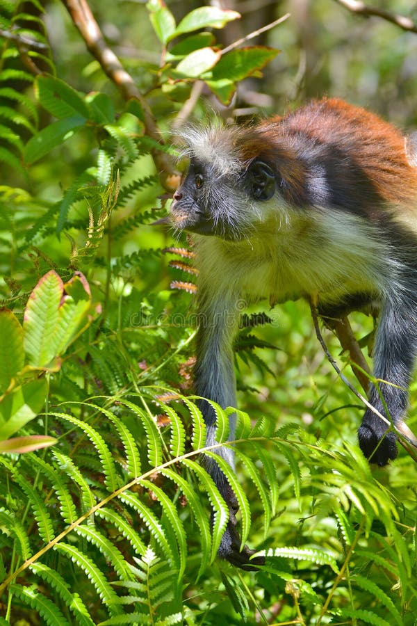 An Endangered Zanzibar Red Colobus in the Jozani Forest Stock Photo ... An Endangered Zanzibar Red Colobus in the Jozani Forest Stock Photo ...