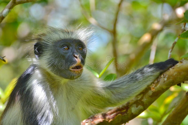 An Endangered Zanzibar Red Colobus in the Jozani Forest Stock Photo ... An Endangered Zanzibar Red Colobus in the Jozani Forest Stock Photo ...