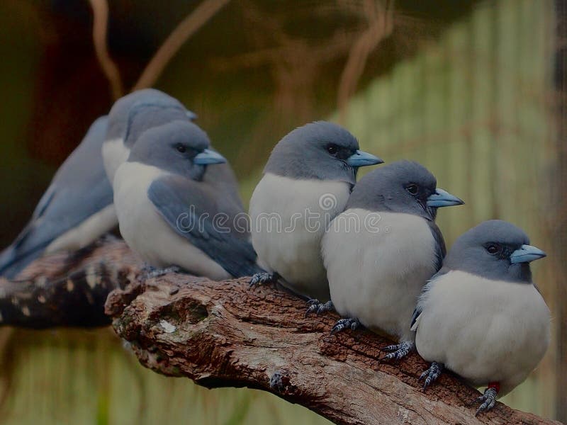 Roosting birds stock photo. Image of birds, arboreal - 12766624