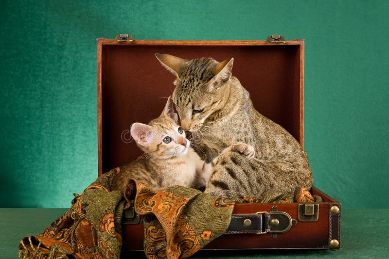 Case Green Eyed Stock Photos - Free & Royalty-Free Stock Photos from ...