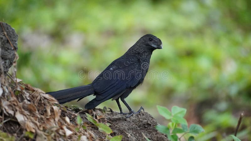 Smooth Billed Ani from Galapagos Islands Stock Photo - Image of space ...