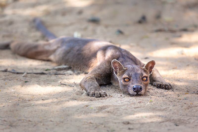 Endemic Madagascar Fossa on the Ground Stock Image - Image of mimic ... Endemic Madagascar Fossa on the Ground Stock Image - Image of mimic ...