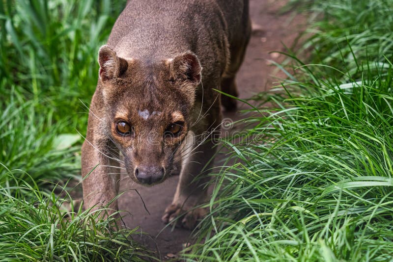 Fossa Paws Stock Photos - Free & Royalty-Free Stock Photos from Dreamstime