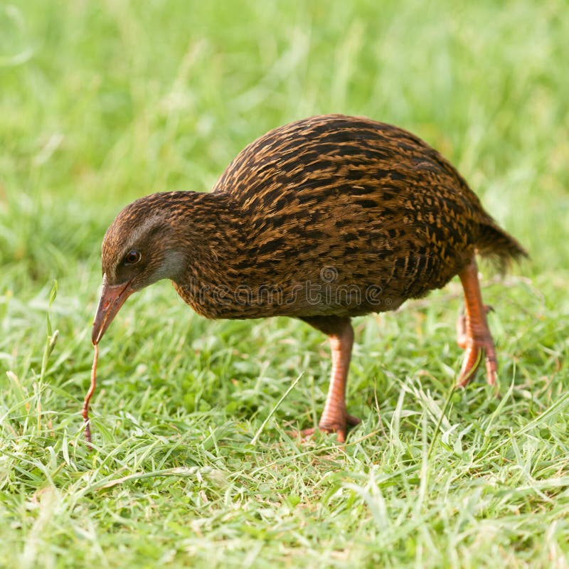Endemic NZ Bird Weka Pulling A Worm Off The Ground Stock Image - Image ...