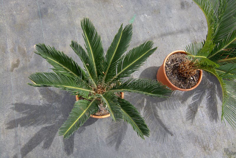 Endemic Palm Tree from Above Stock Image - Image of beautiful, branches ...