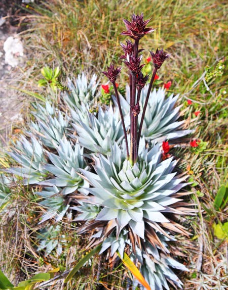 Endemic Plant from Mount Roraima Stock Photo - Image of silver, green ...