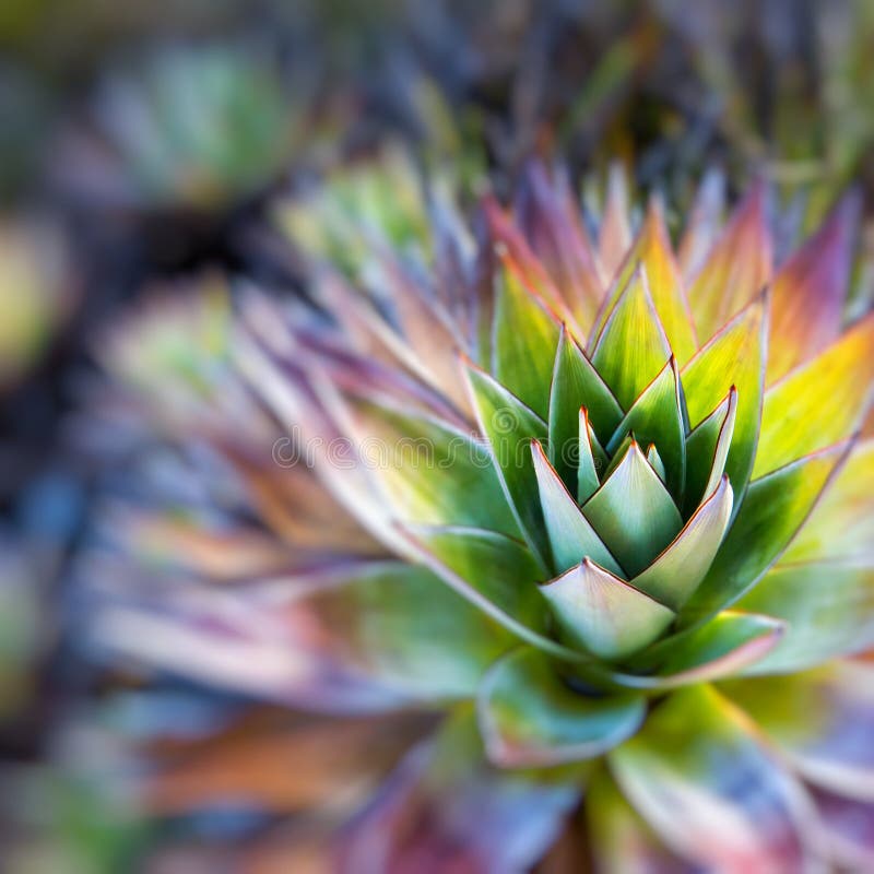 Endemic Plant from Mount Roraima in Venezuela Stock Image - Image of ...