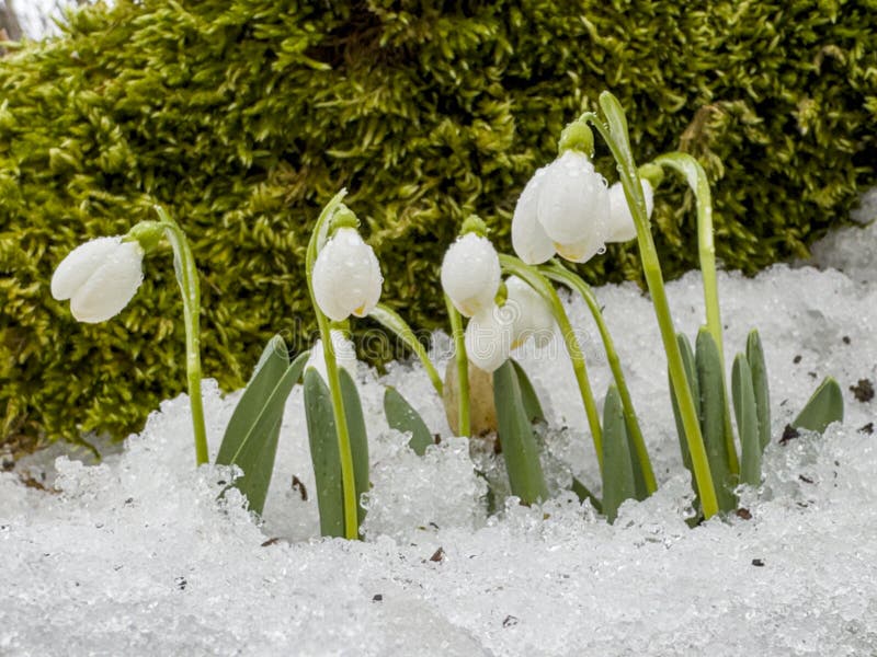 Endemic Snowdrop Flowers, Heralds of Spring with the Melting of Snow ...