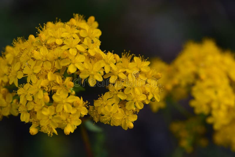 Endemic Yellow Flowers Beauty Stock Image - Image of produce, food ...