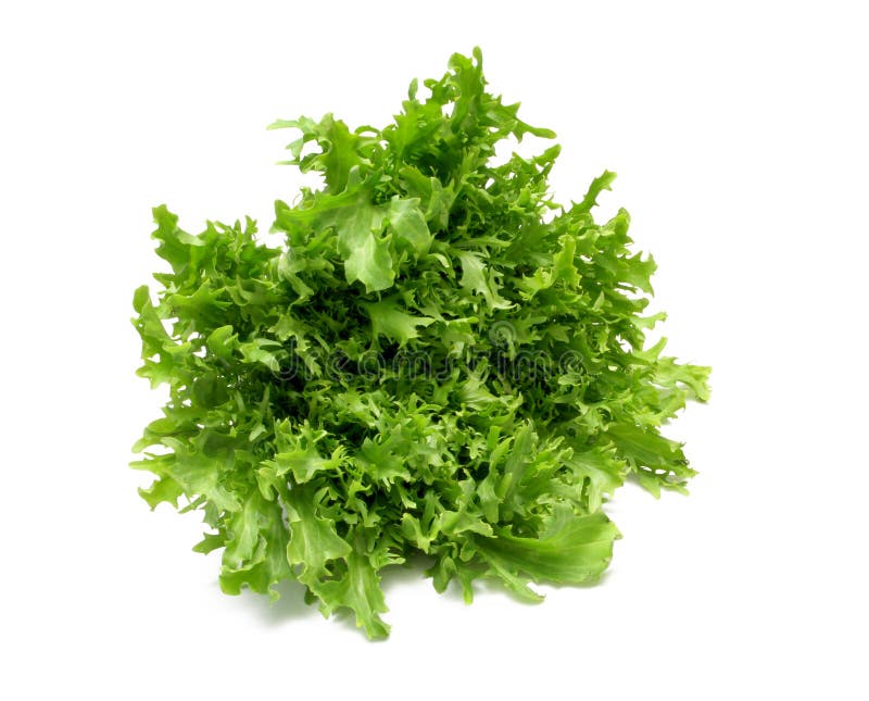 Endibia foto de archivo. Imagen de fondo, curruscante - 63926534