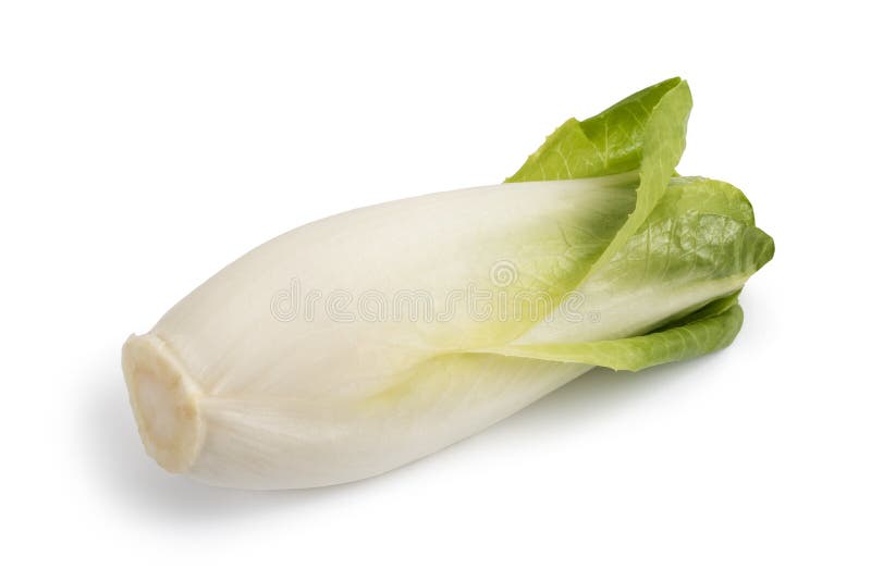 Endibia belga o endivia foto de archivo. Imagen de aislado - 6919546