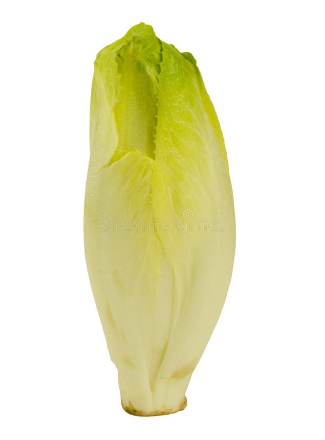 Endibia Belga Fresca Aislada En El Fondo Blanco Foto de archivo ...