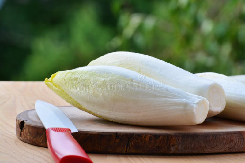 Endibia belga o endivia foto de archivo. Imagen de fresco - 6919546