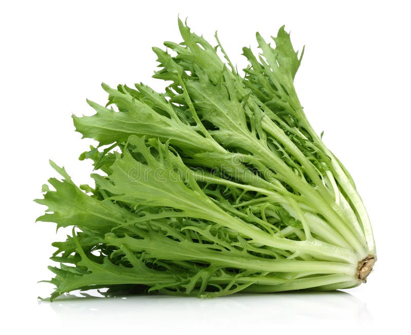 Endibia de la escarola imagen de archivo. Imagen de fresco - 67313679