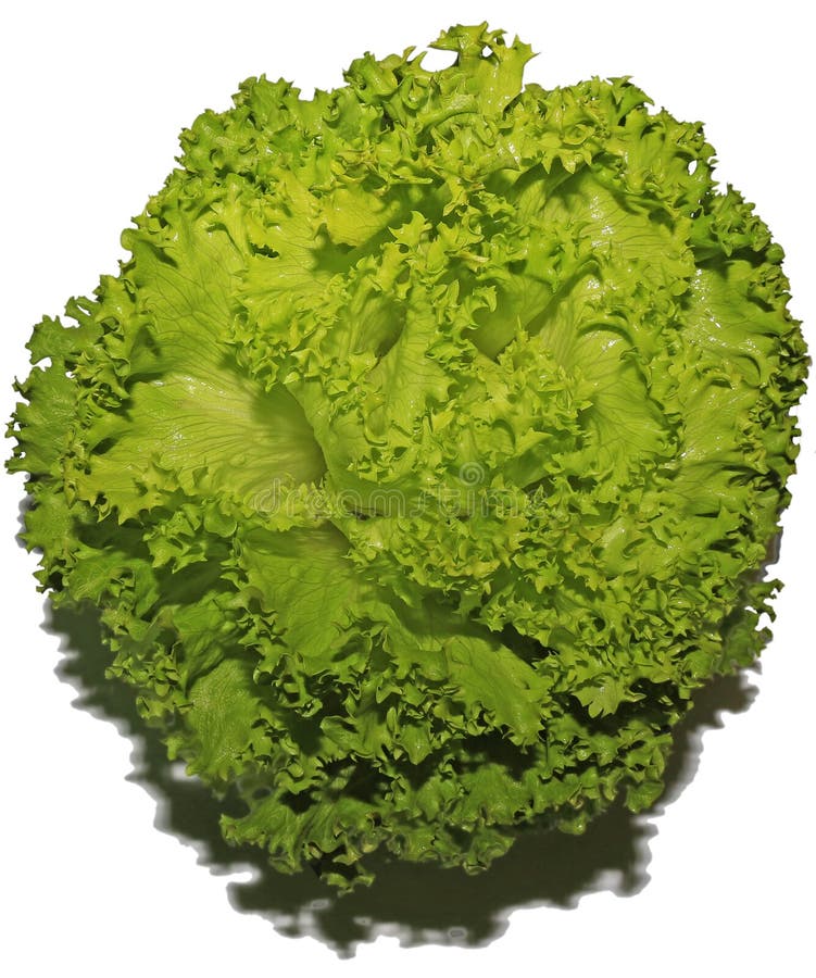 Endibia rizada imagen de archivo. Imagen de endibia, blanco - 65345681