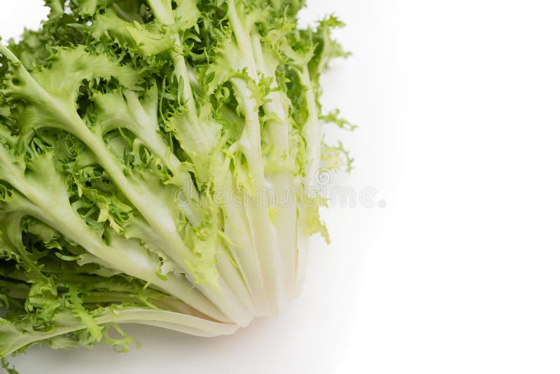 Endibia rizada imagen de archivo. Imagen de endibia, blanco - 65345681