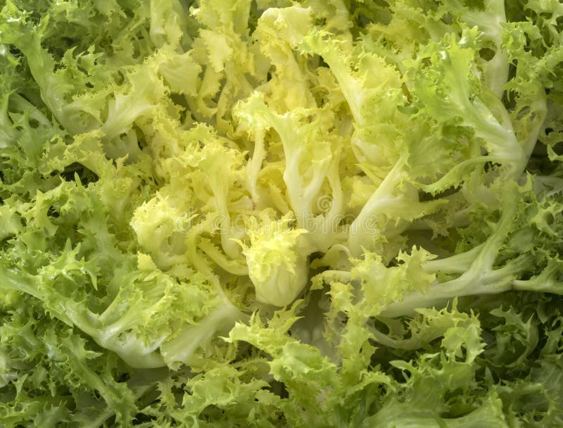 Endibia Rizada Creciendo En Invernadero Imagen de archivo - Imagen de ...