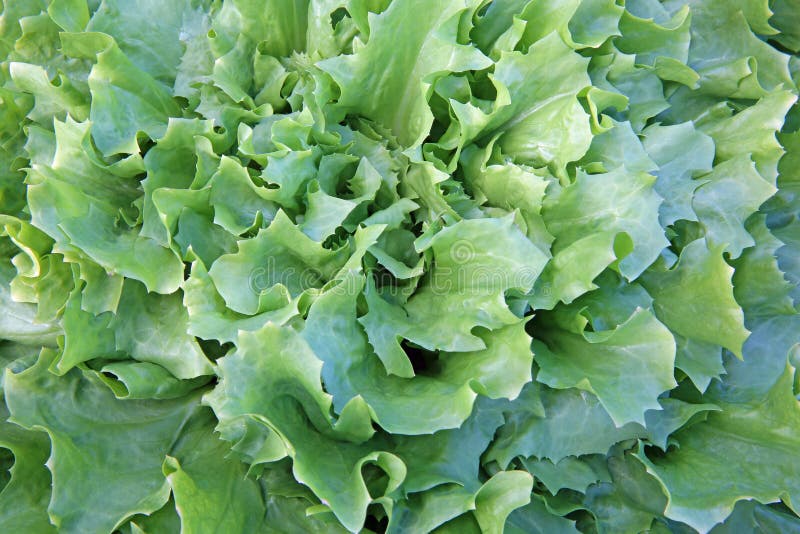 Endibia verde foto de archivo. Imagen de crecimiento - 31754312