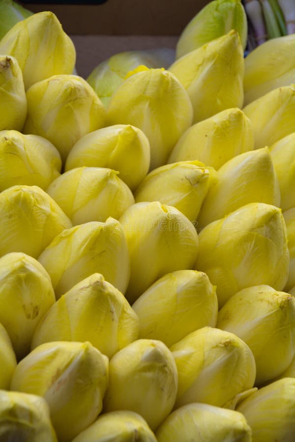 Endive stock image. Image of isolated, nutrition, gourmet - 29284159