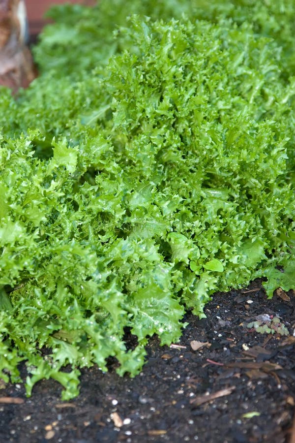 Endive stock image. Image of edible, plot, leaves, water - 3030773