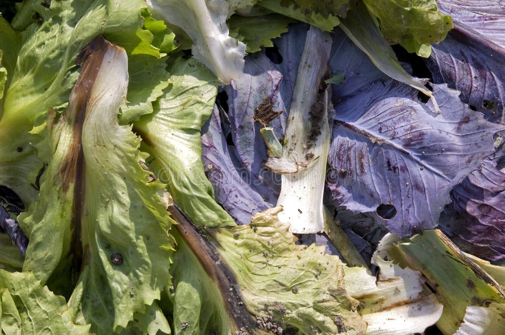Endive and cabbage leaves stock image. Image of seed - 17459133