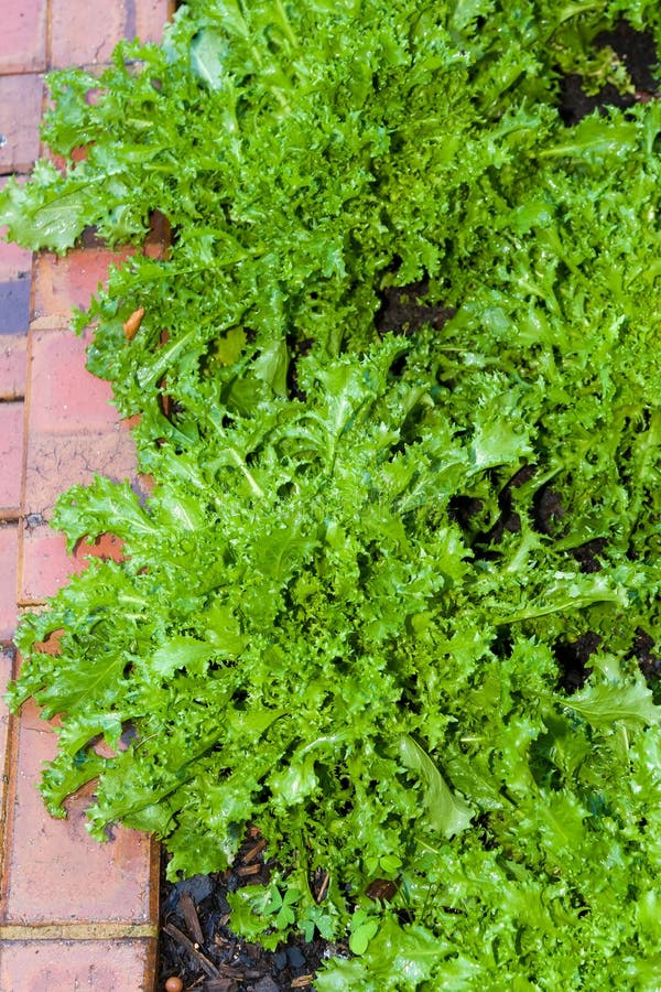 Endive stock photo. Image of endive, paver, soil, water - 82017410
