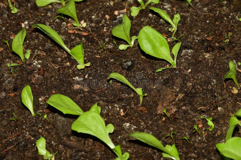 Endive Salad, Young Seedlings in a Closeup Stock Photo - Image of ...