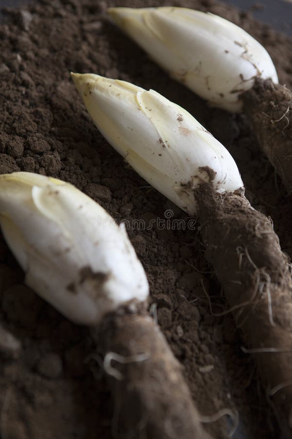 Endives /Chicory Grown in Soil Stock Image - Image of nutrition ...