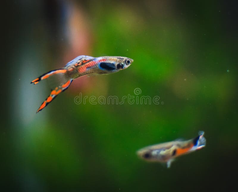 Endler Guppy in My Aquarium Stock Image - Image of fancy, fish: 249381691
