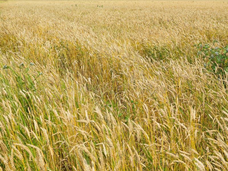 Endles Yellow Beautifull Wheatfield in Summer Stock Image - Image of ...