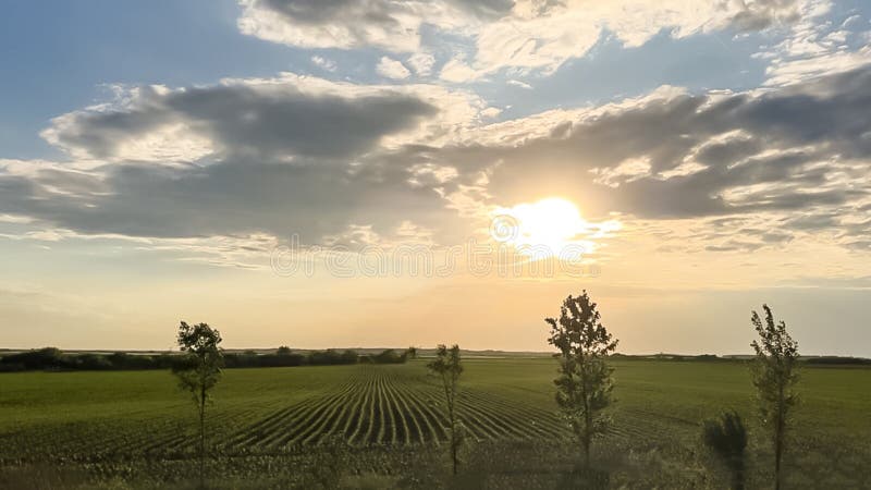 Endless Agricultural Fields and Smooth Rows of Plantings in the Evening ...